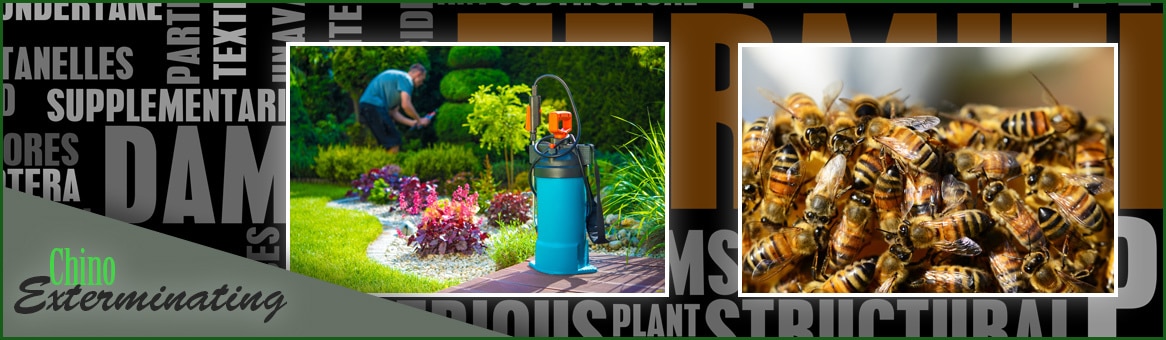 Chino Exterminating does pest control in Chino Valley, AZ