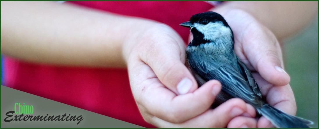 Chino Exterminating does pest control in Chino Valley, AZ