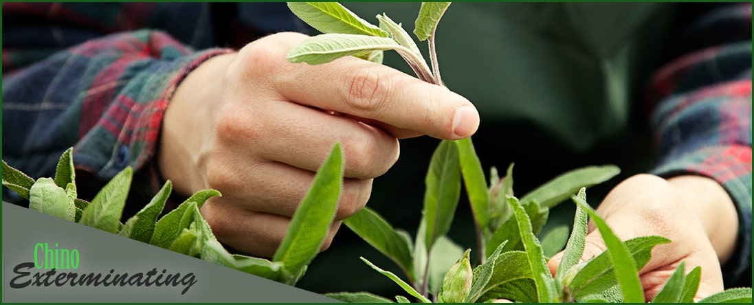 Chino Exterminating does pest control in Chino Valley, AZ