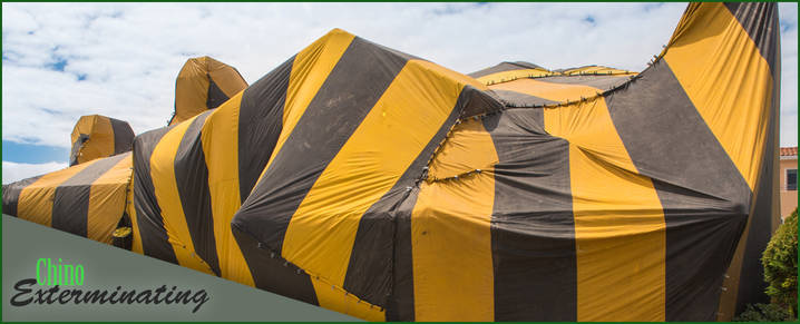 Gallery - Chino Exterminating