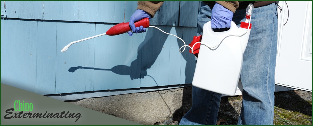 Chino Exterminating does pest control in Chino Valley, AZ